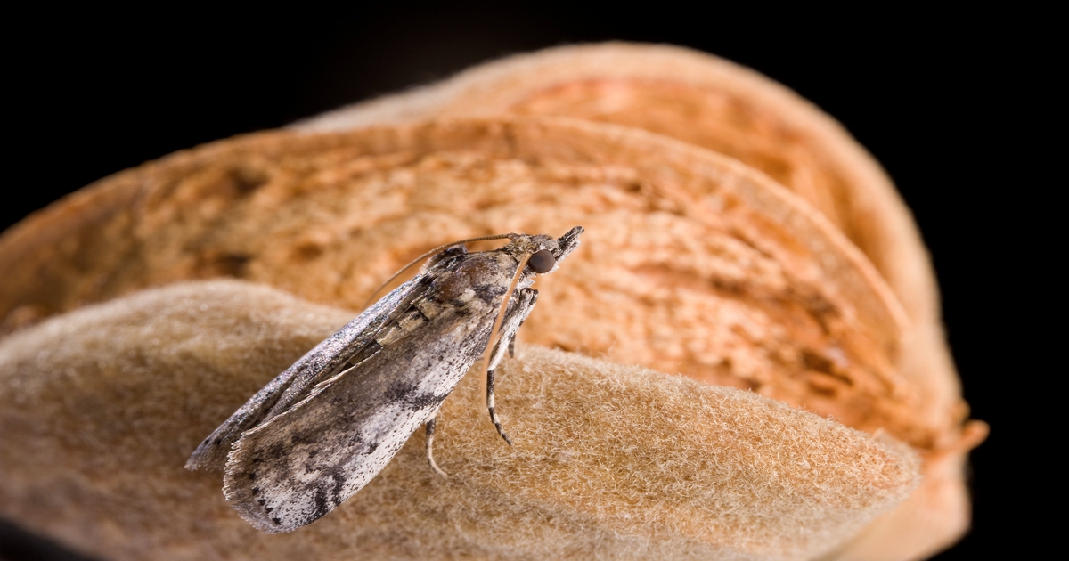 Timely codling moth, NOW identification and management crucial in walnut