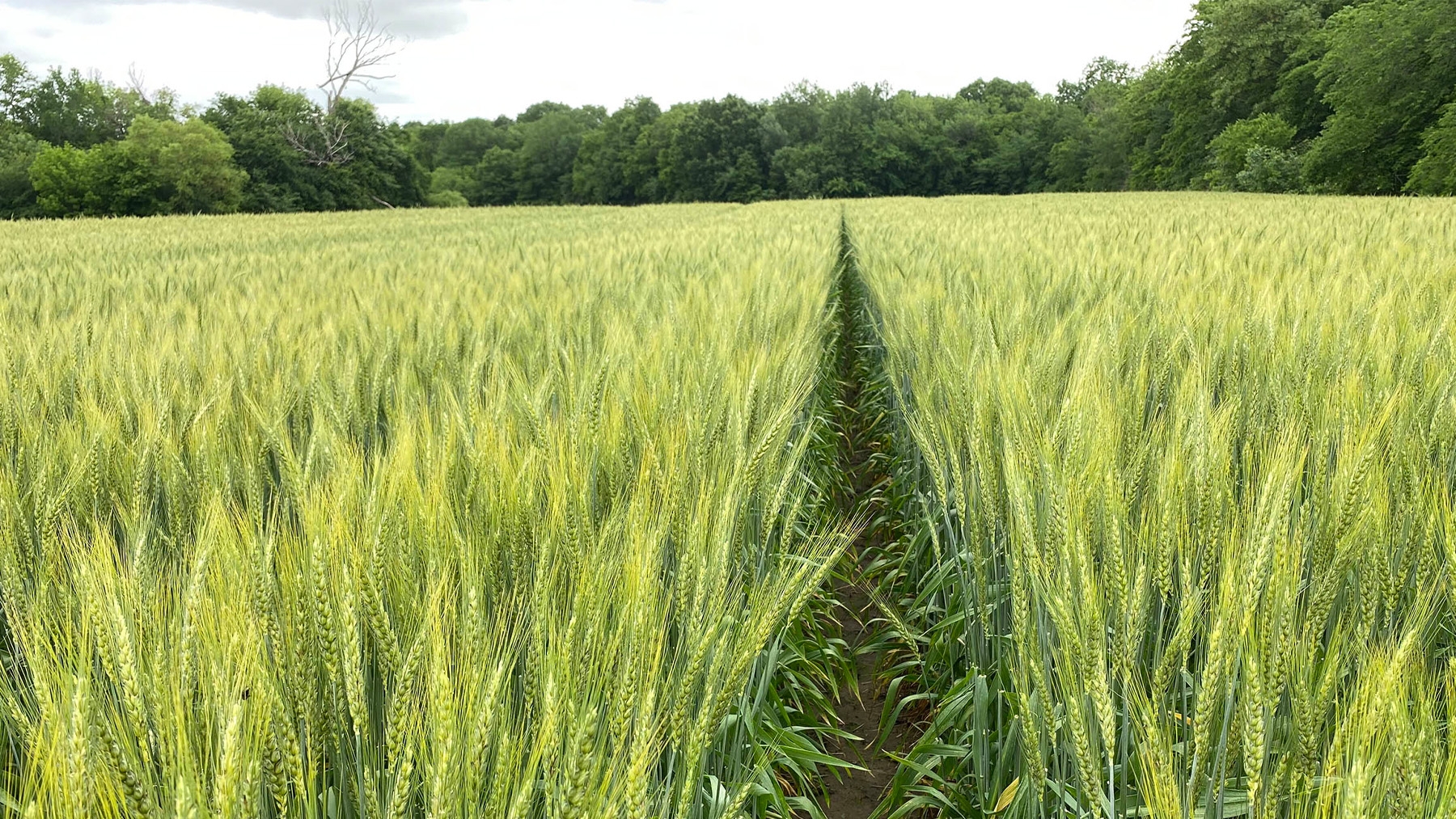 Wheat: Scab Stryker to combat head scab fungal disease