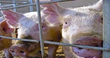 PQA Plus & TQA Certification Available At World Pork Expo In June