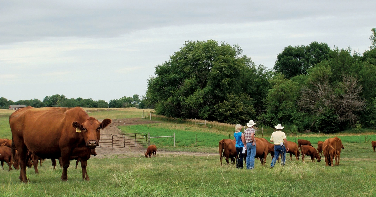 Southern Iowa Greenhorn Grazing Series begins June 26
