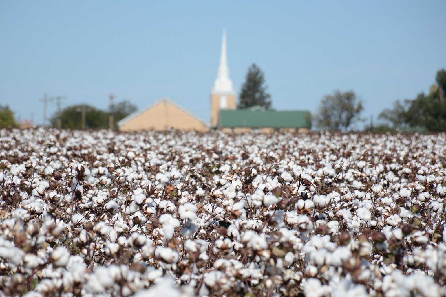 New guide to manage cotton insects is now available