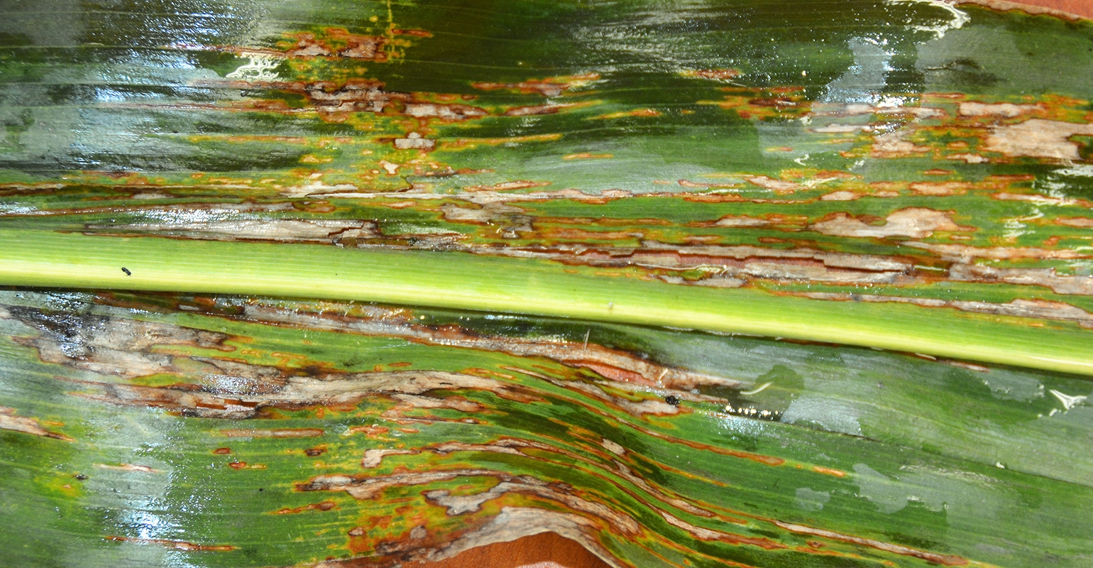 Bacterial leaf streak lurks in corn