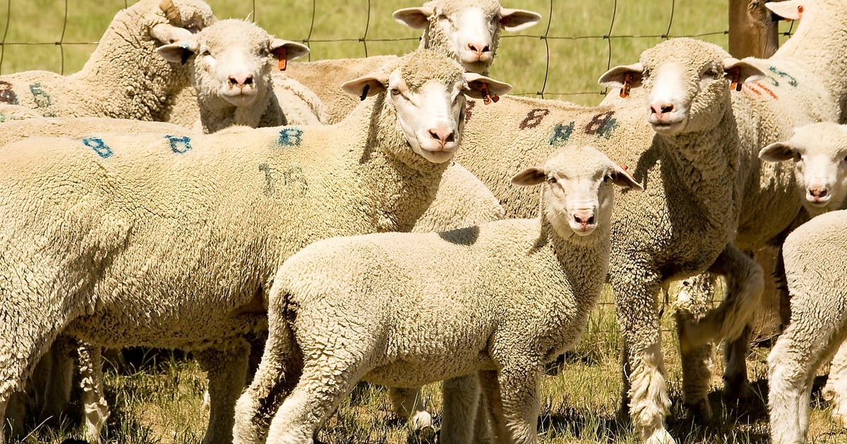 Budgeting course offered for sheep producers