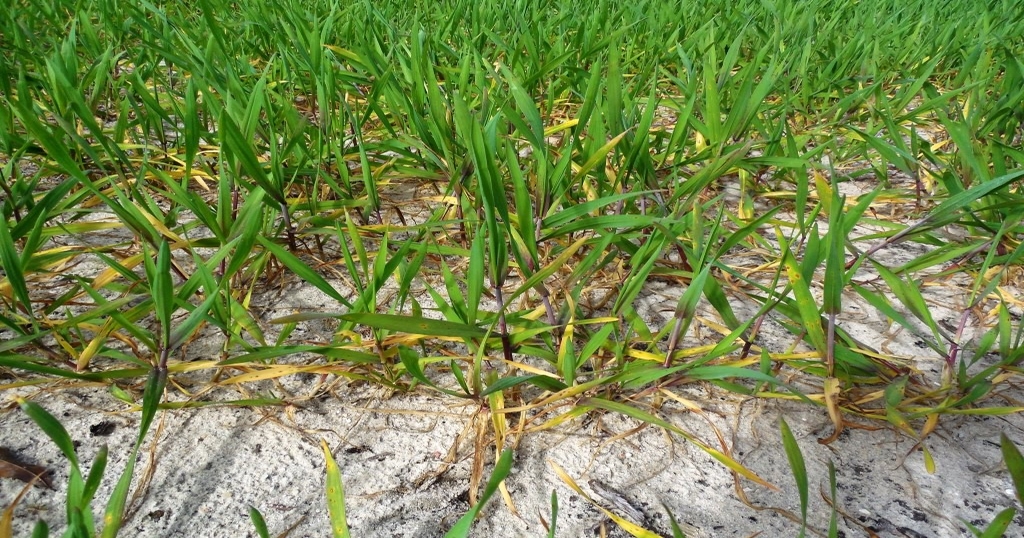 Check for nitrogen leaching following heavy rainfall