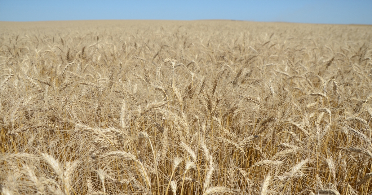 Considerations for spring nitrogen applications in wheat