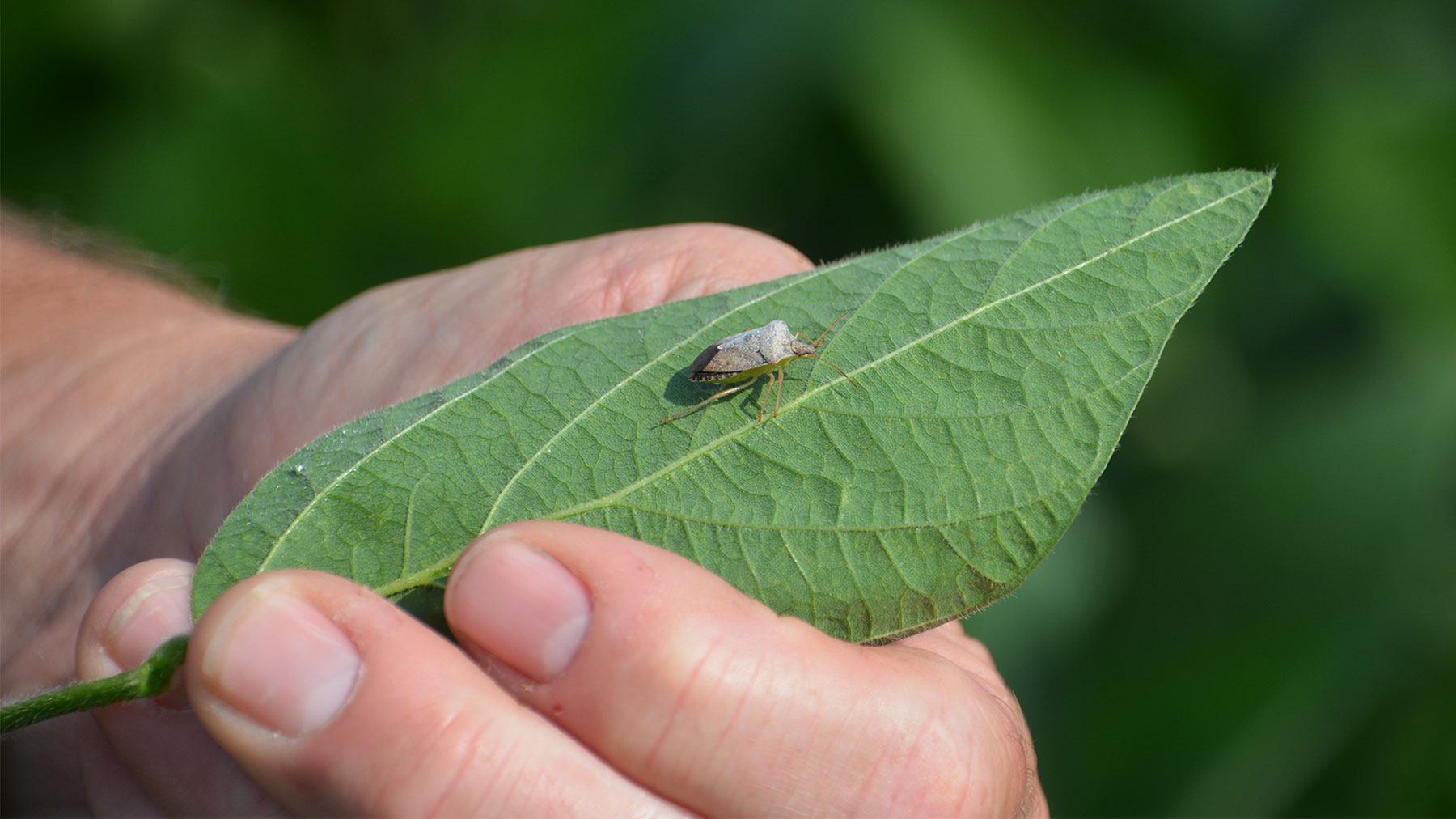Top soybean pests vary by region with stinkbugs in lead