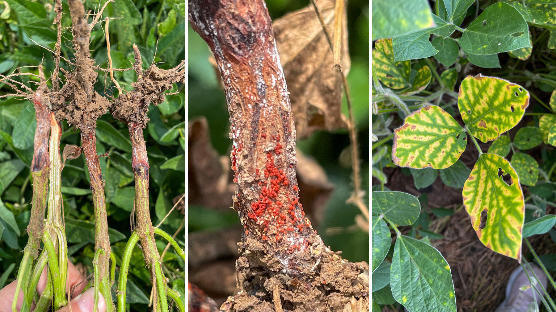 Red crown rot in soybeans: Identification and prevention tips