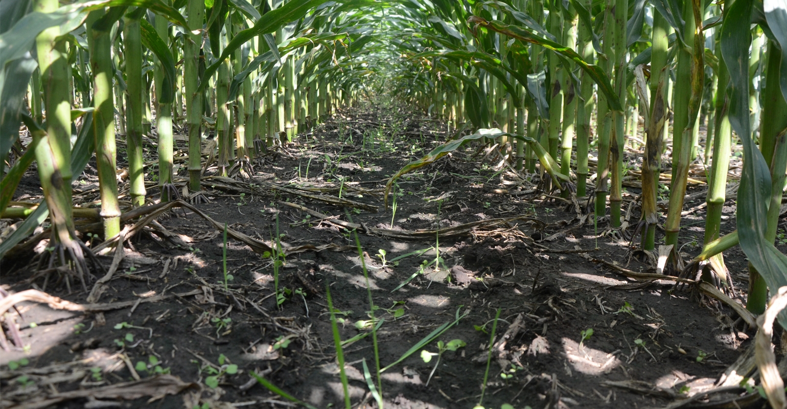Consider interseeding cover crops on your operation