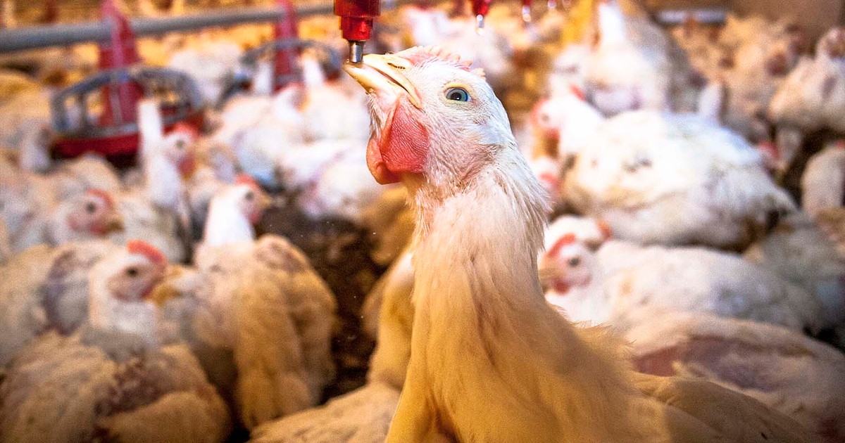 Perdue unveils more humane chicken slaughter process