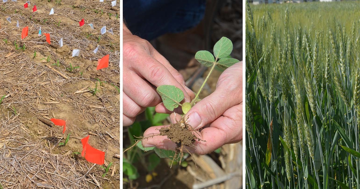 Checking in on crops for 2021