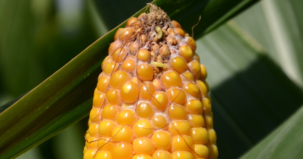 How are future corn hybrids developed?