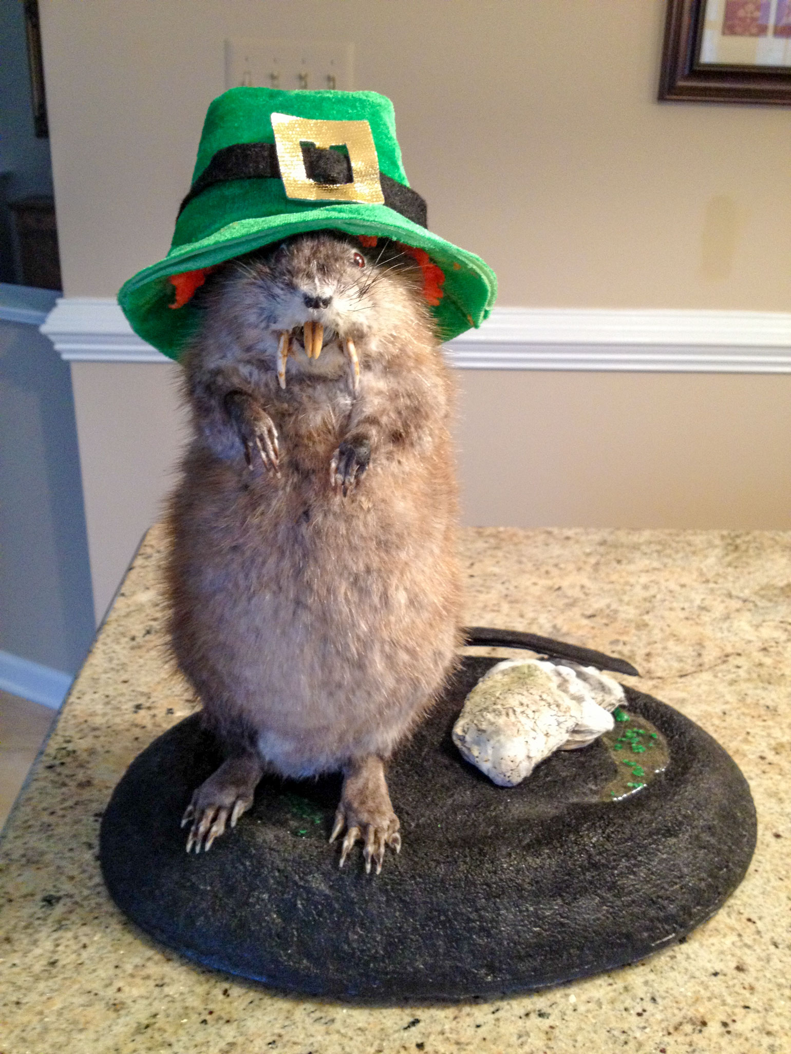 The story of Phil the muskrat, Facebook sensation