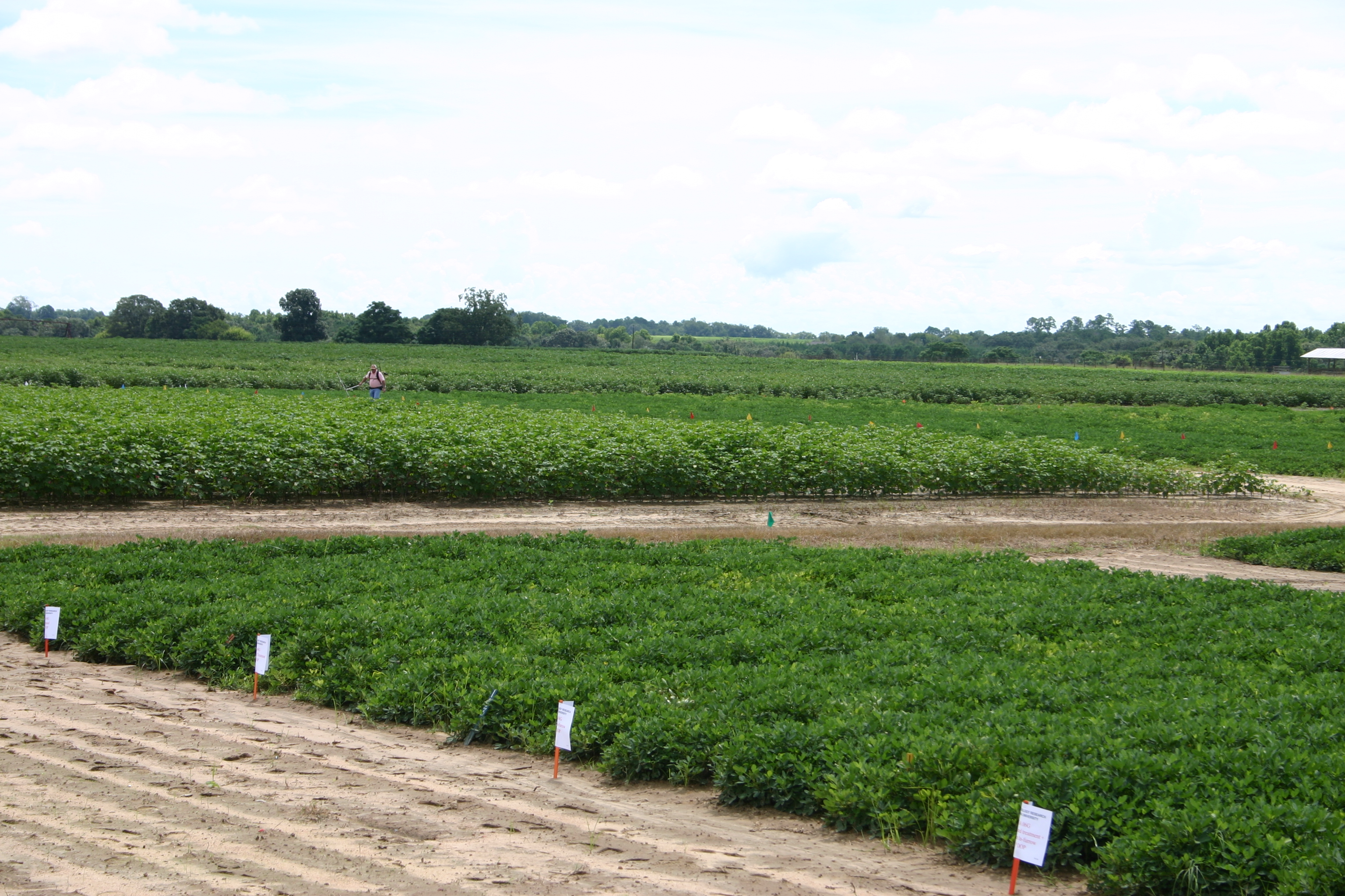Future appears bright for improved peanut varieties