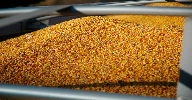 International benchmarks for corn production