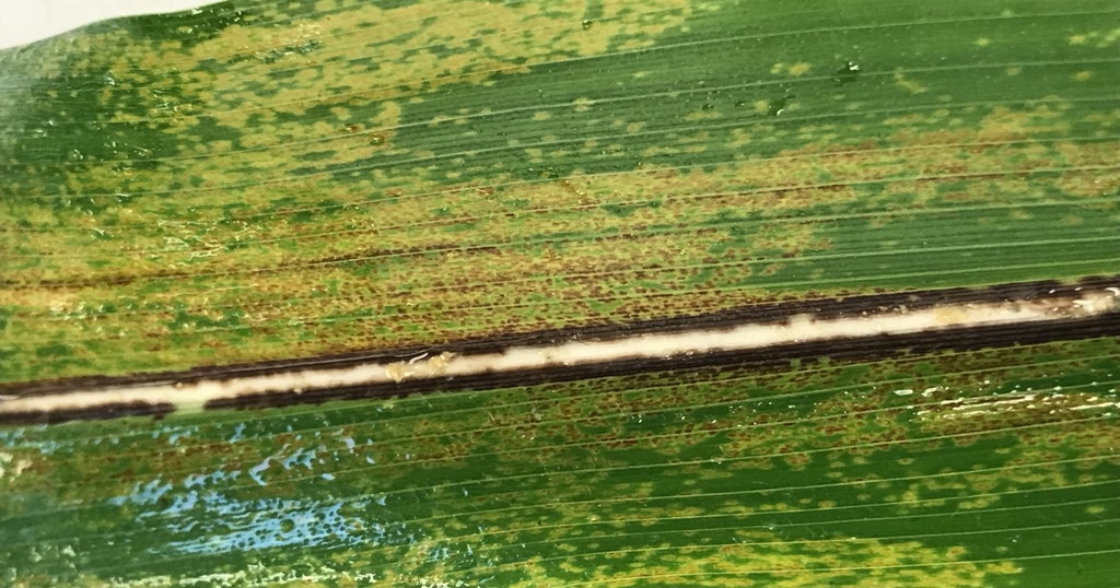 Physoderma brown spot and node rot in corn