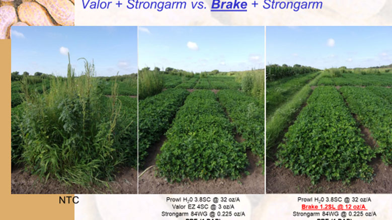 Peanut growers get a new herbicide