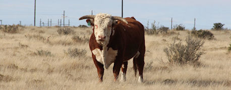 What's in a beef bull breeding exam and fertility test?