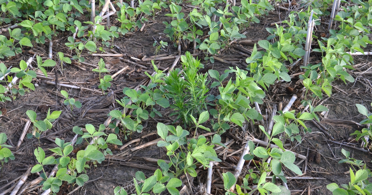 Tips to control weeds in double-crop beans
