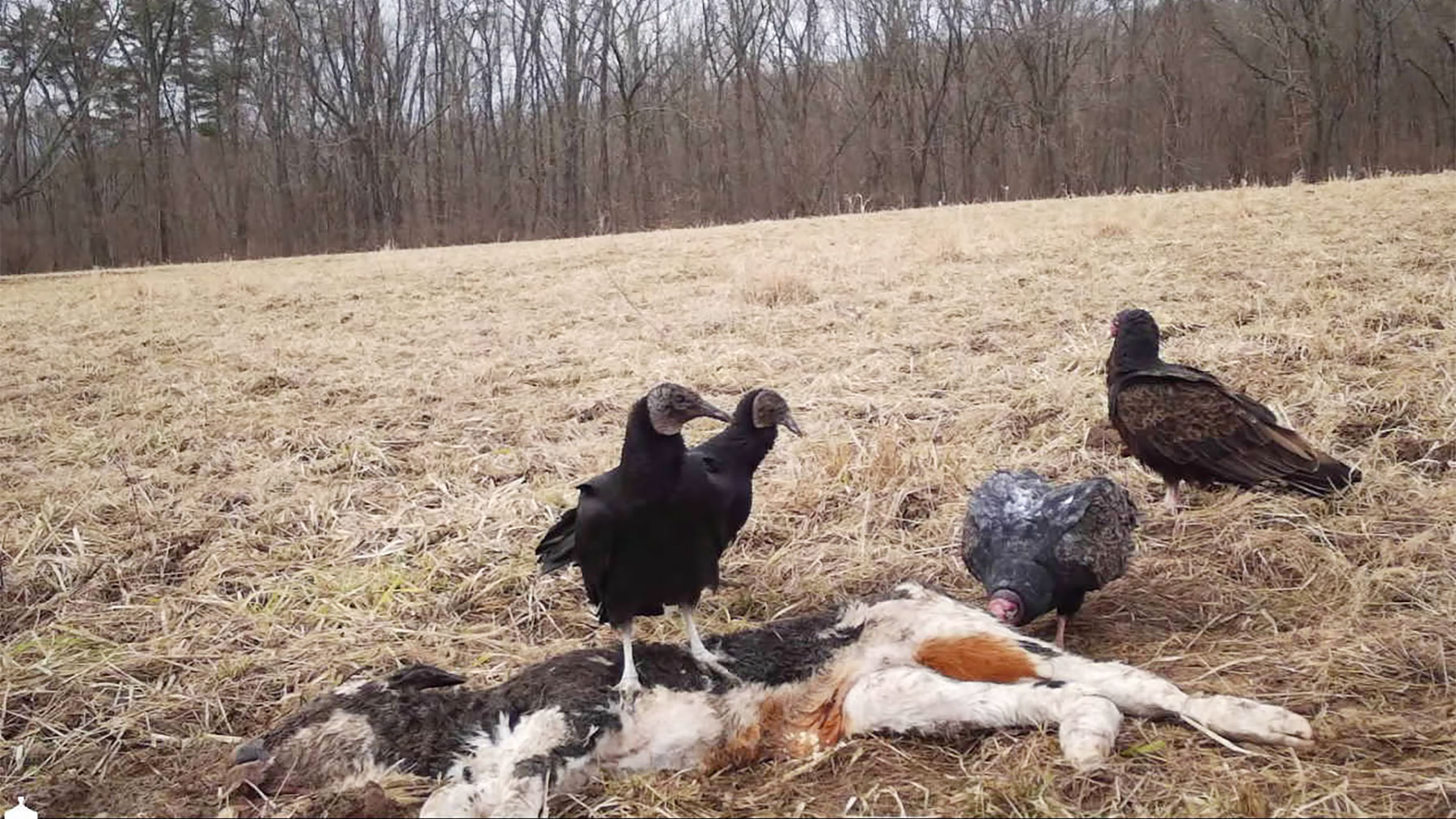 Black vulture populations rise, permits available