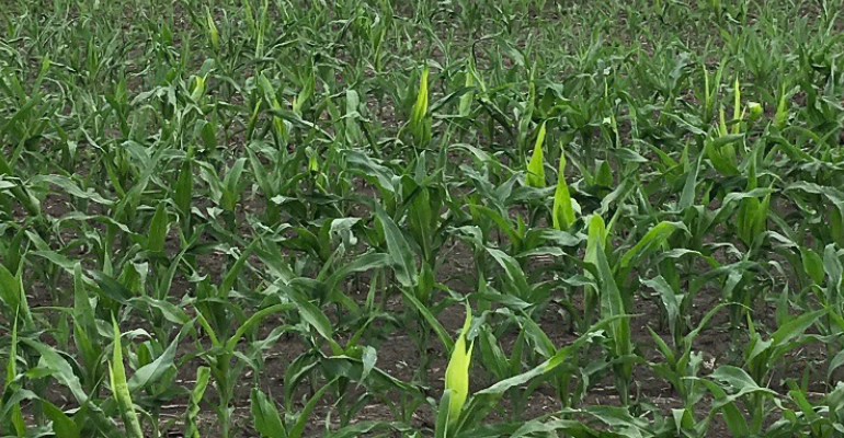 Rapid Growth Syndrome in corn