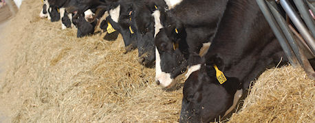 Melrose Dairy Farm Hosts Field Day