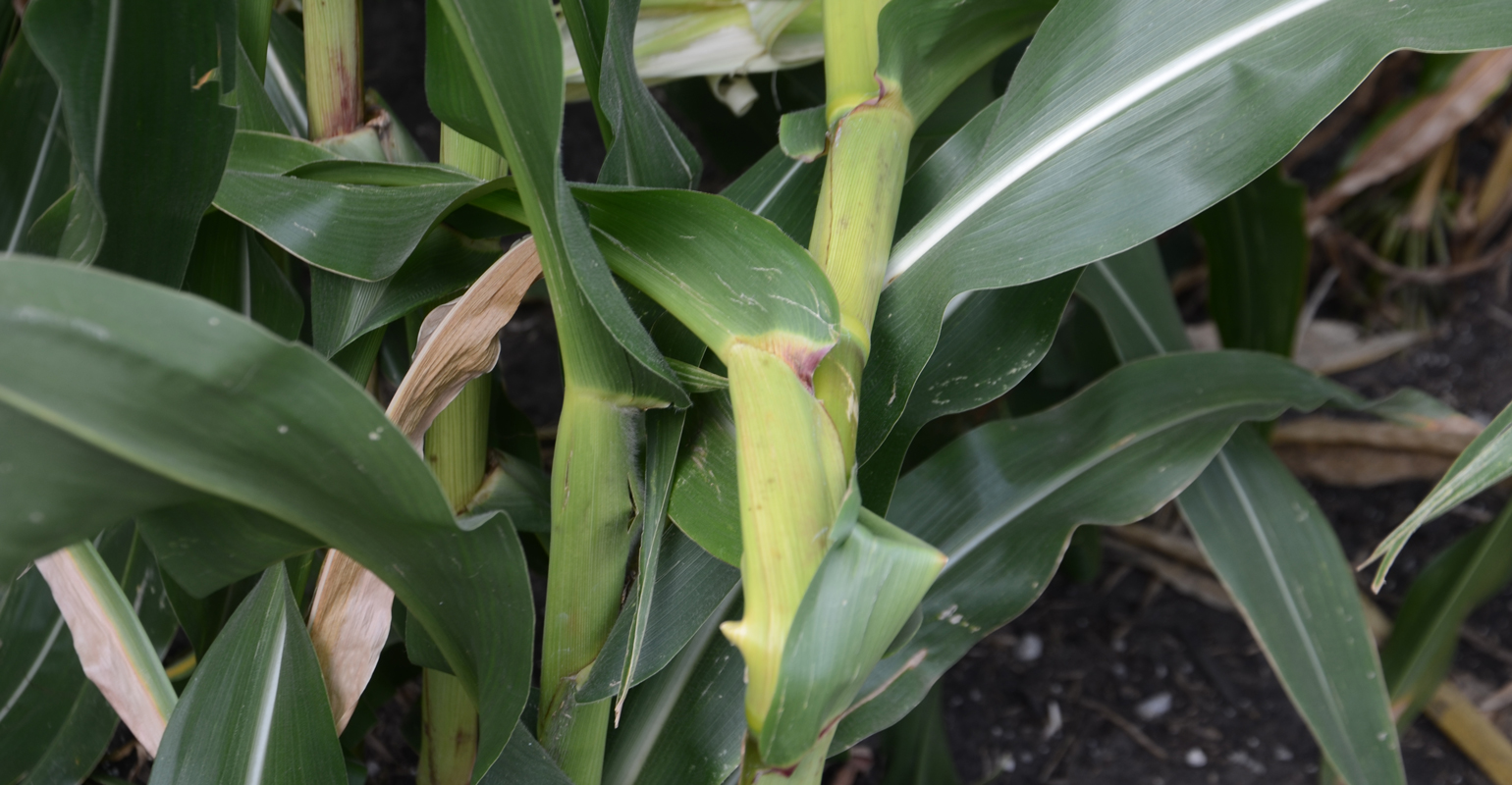 Why is short-stature corn attracting attention?