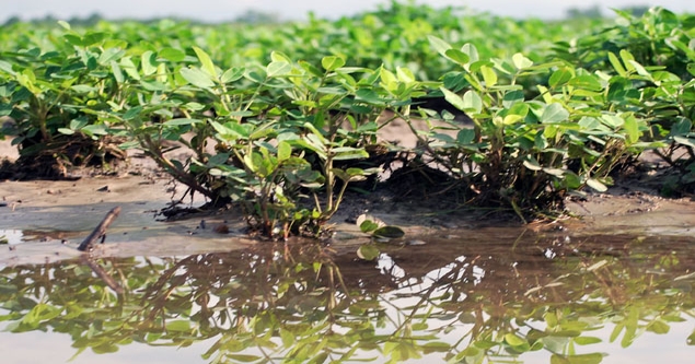 Peanut inoculant maybe needed for 2014 planting