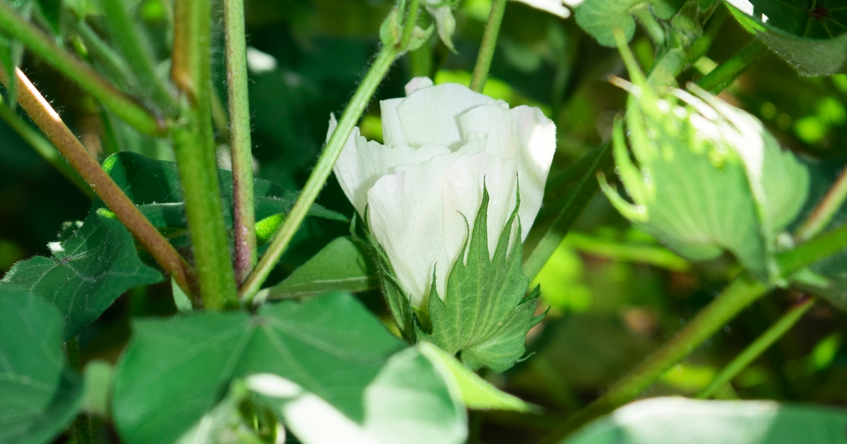 Conquer tarnished plant bug pressure
