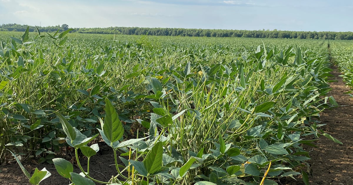 Louisiana farmer documents deer depredation strategies