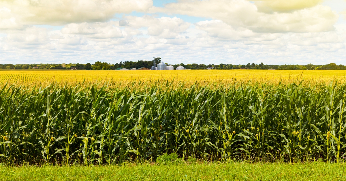 Updated Handy Bt Trait Table available for corn production