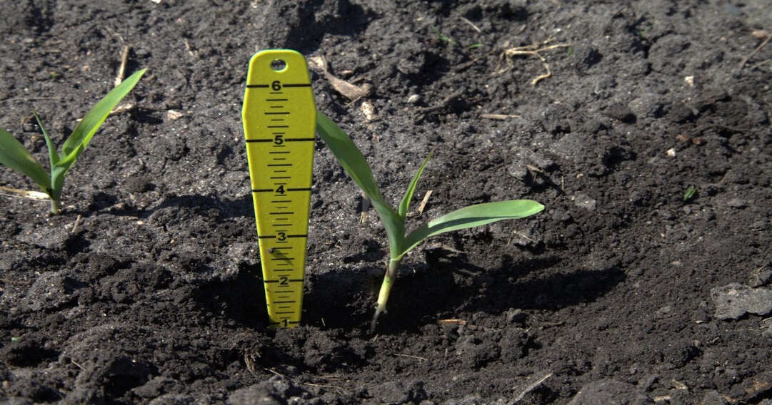 What is the perfect corn planting depth?