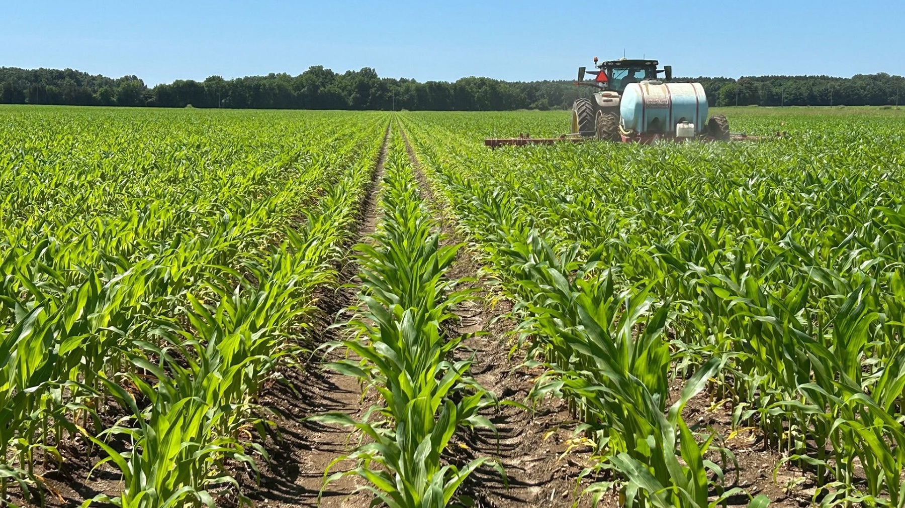 Corn recent news | Farm Progress