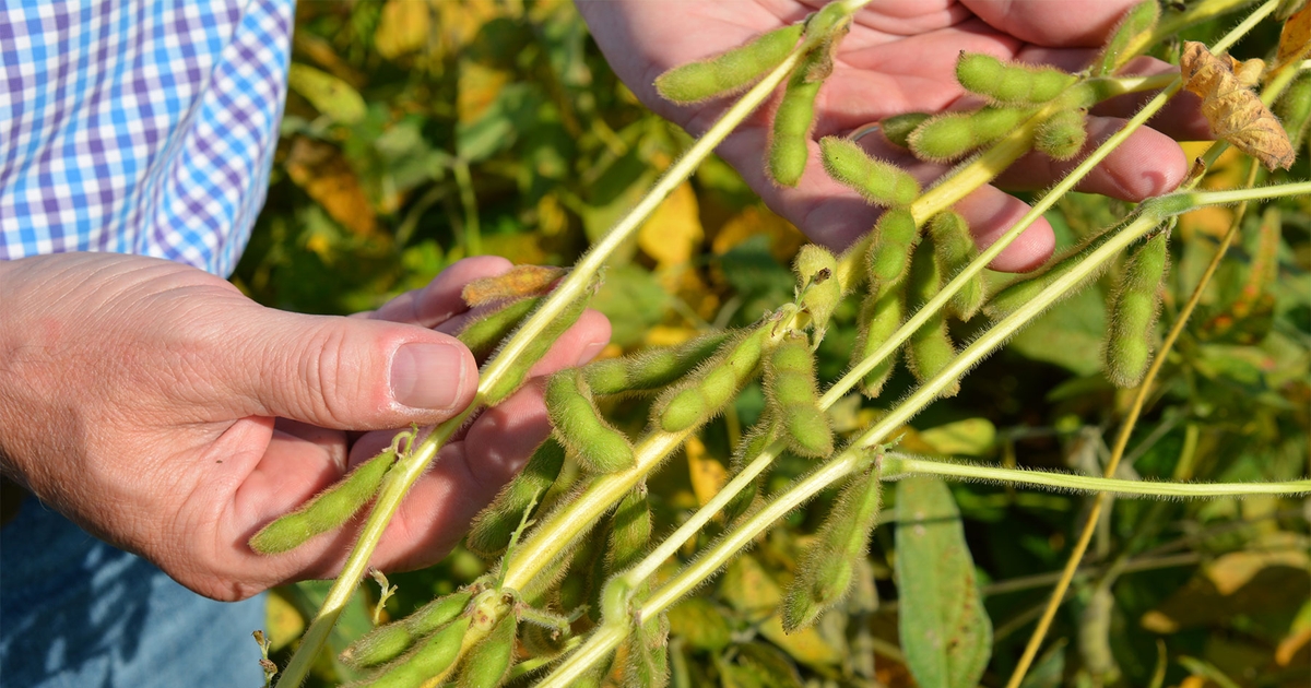 Apply hard-earned soybean lessons to 2026