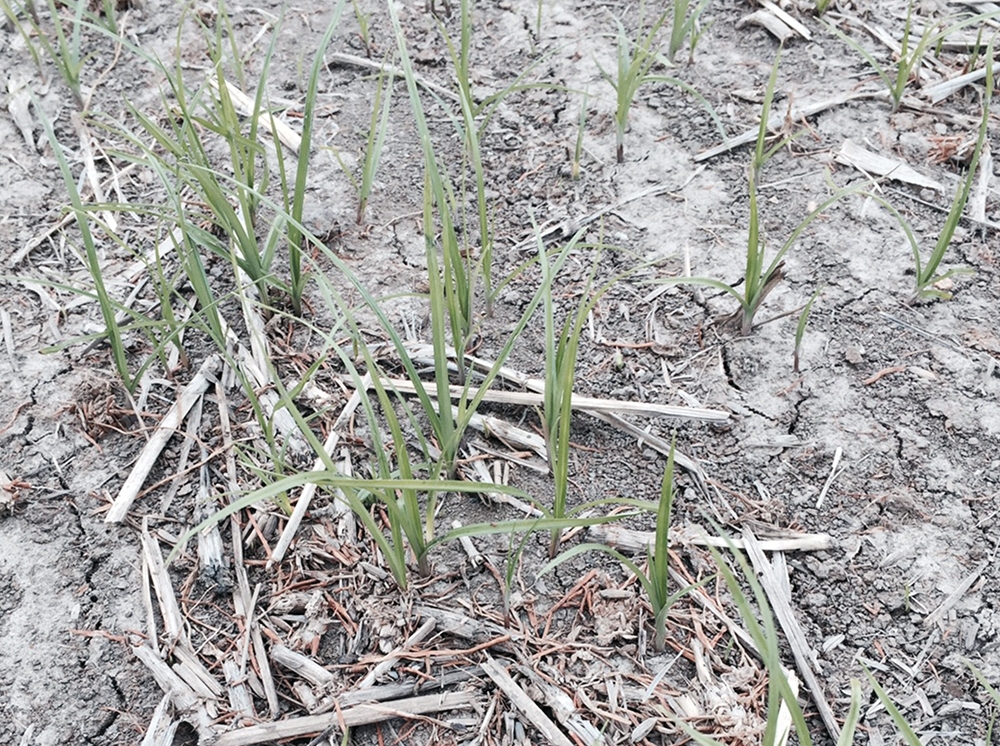 Sedges hit Arkansas rice: is it yellow nutsedge or rice flatsedge?