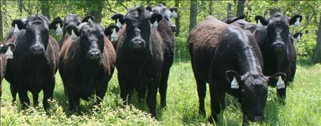 Top 10 Missouri beef producers with most registered Angus