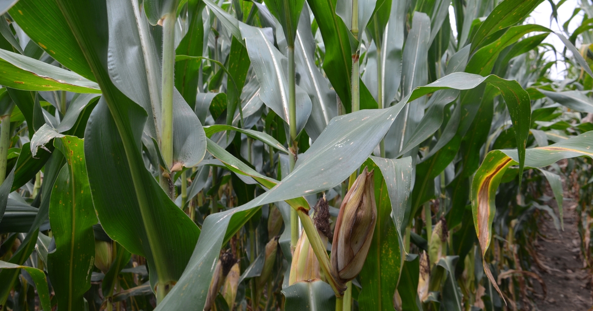 Late-season scouting tips for corn | Farm Progress