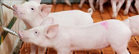 UNL research at Union Farms to study water consumption habits in pigs