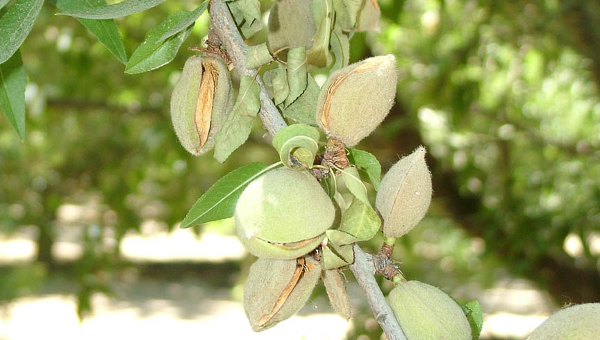 Bacterial spot taking hold in California almonds | Farm Progress