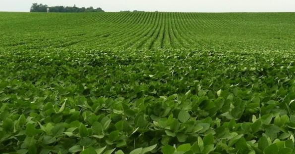 High-Input Soybean Production: Soybean yield response to rhizobia inoc