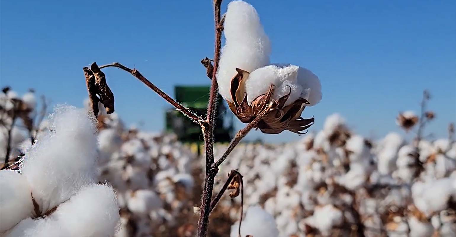 New complex ramps up cotton classing in Texas