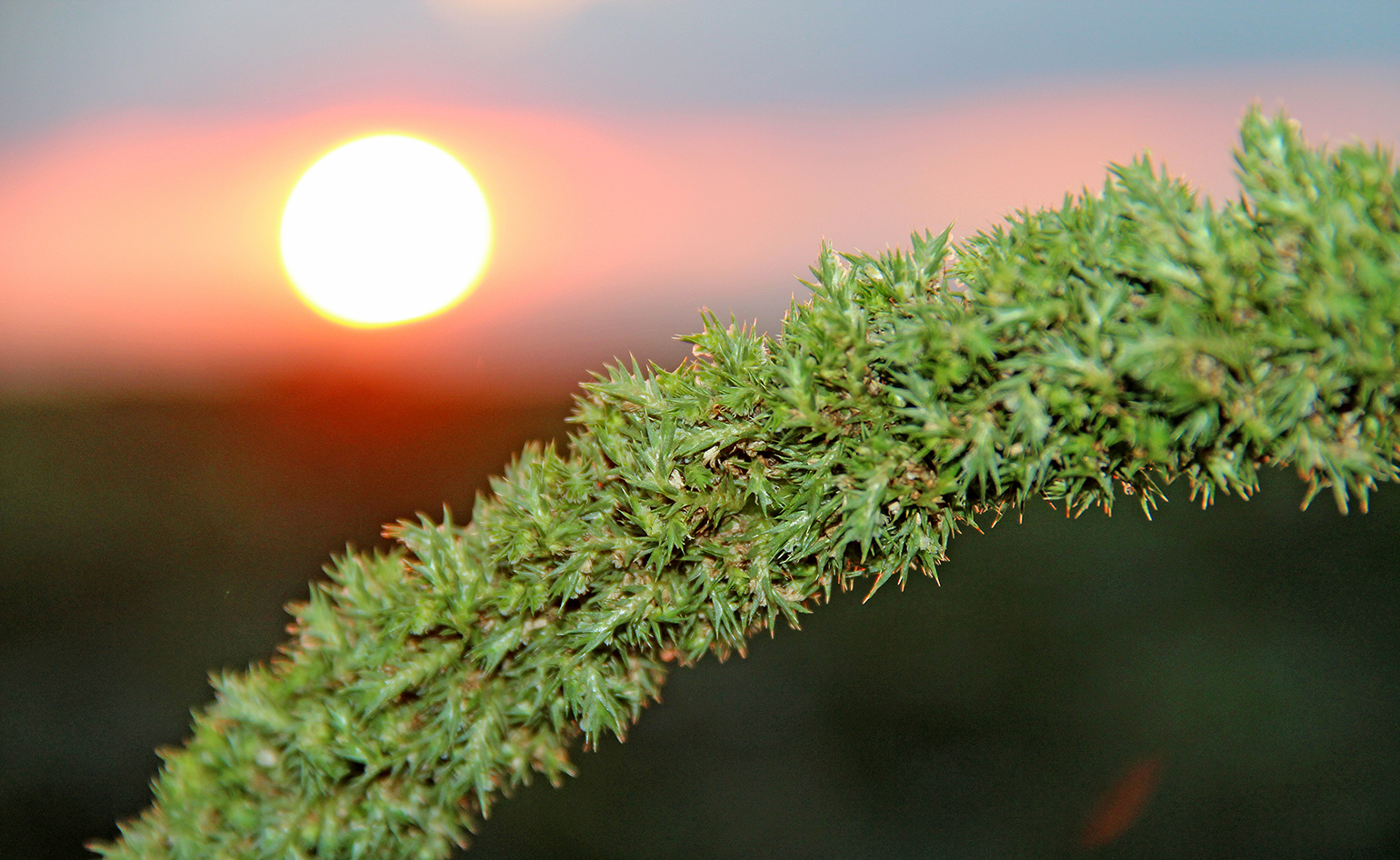 Weed Seed Destroyer could help address pigweed issues