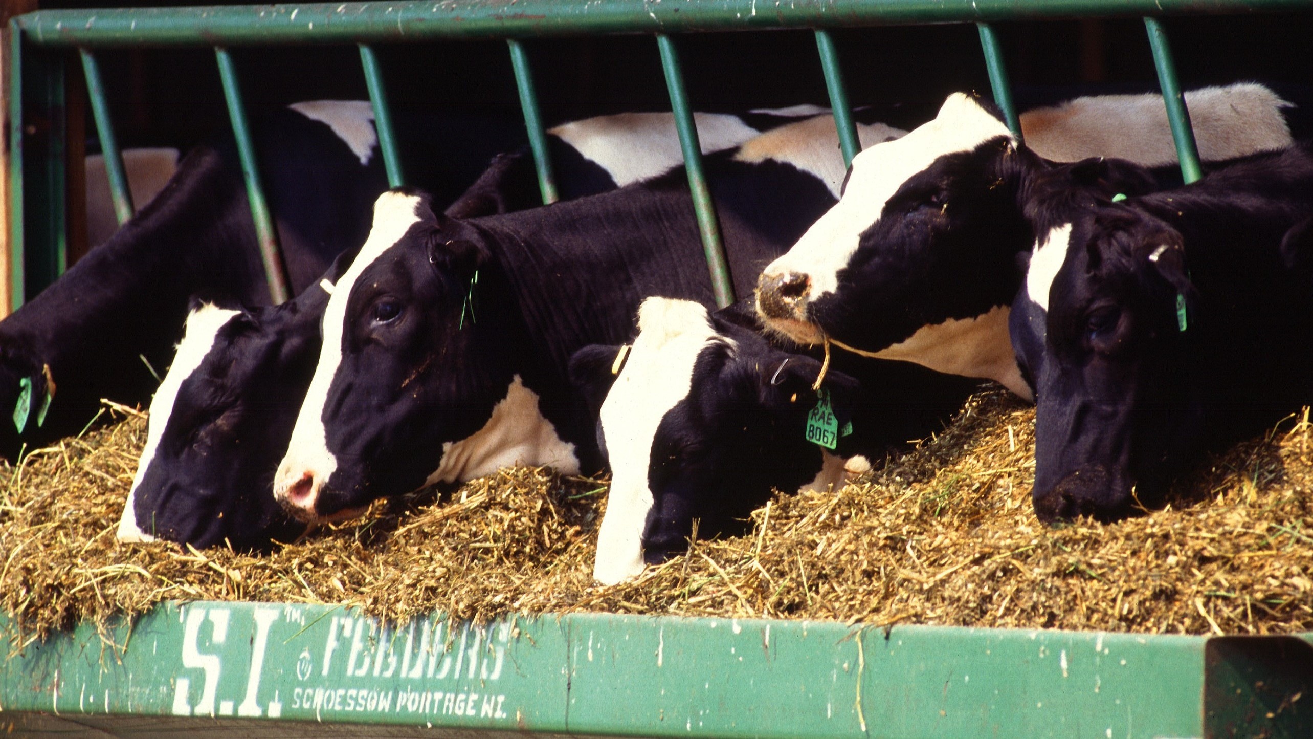 HPAI detected in Idaho dairy cattle