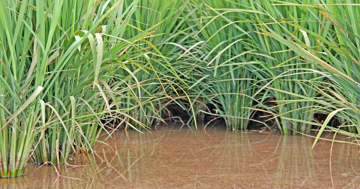 Flooding brings hope, concern to TX, LA rice belt, benefits most farmers