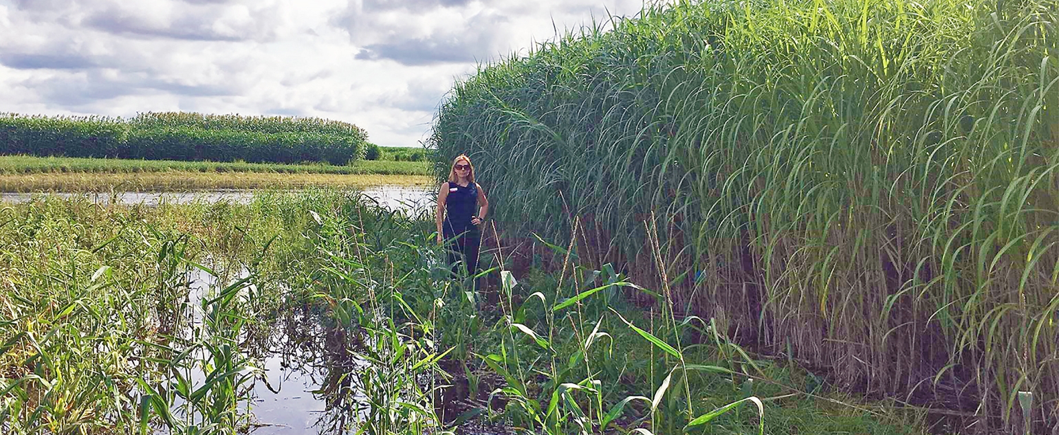 Flood-tolerant crops a good choice for potholes
