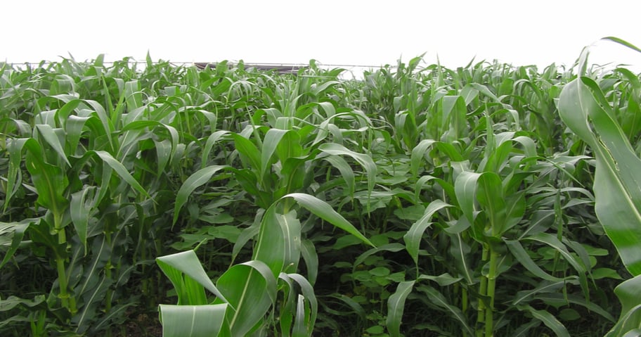 Early-season weed stress impact on corn genetics