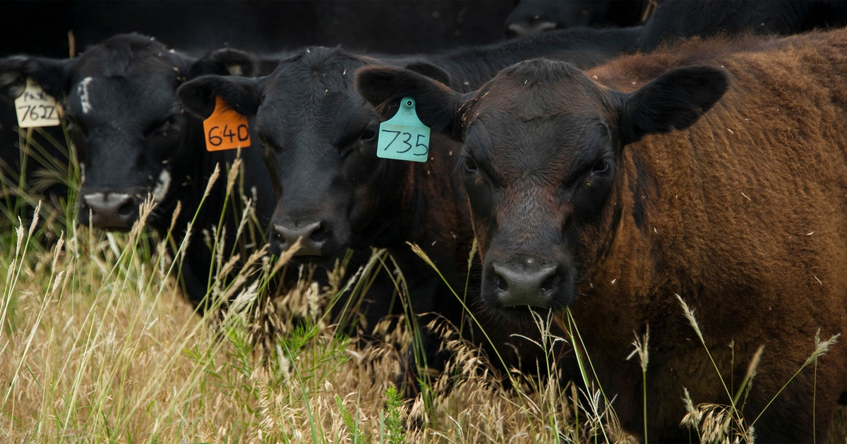 Prussic acid toxicity threatens livestock in extreme weather
