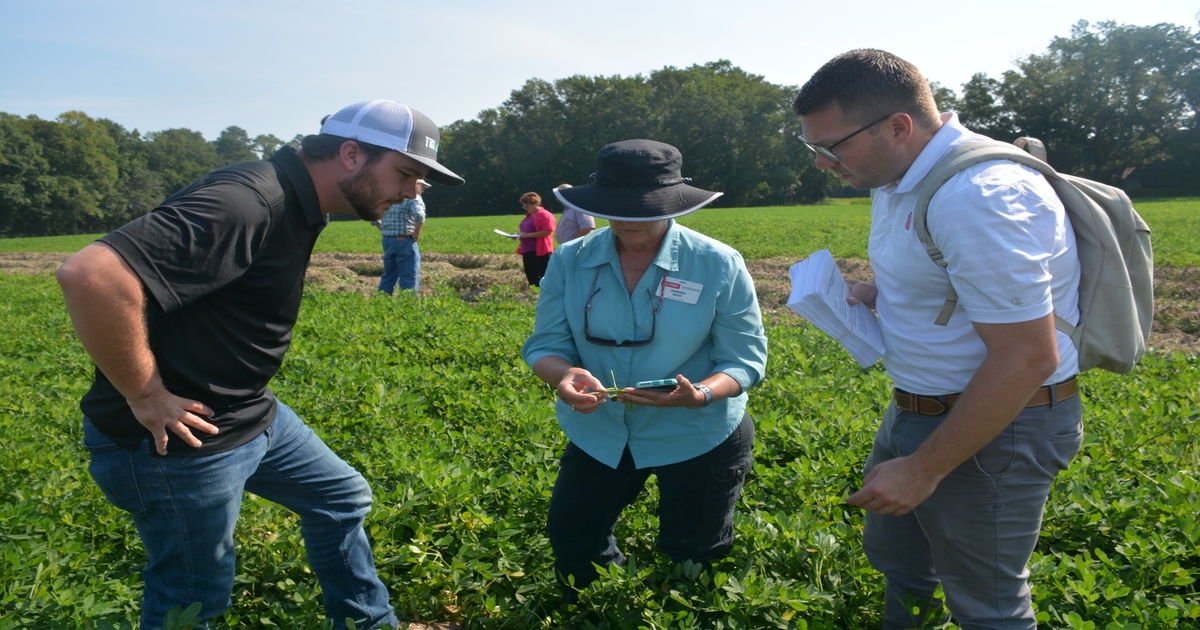 4 things helped Virginia Carolina peanut farmers handle 2019 leaf spot
