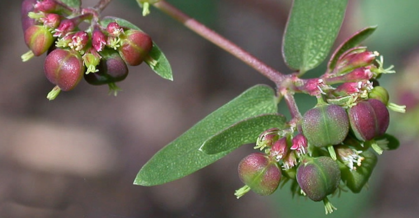 Missouris Top 3 Poisonous Pasture Weeds