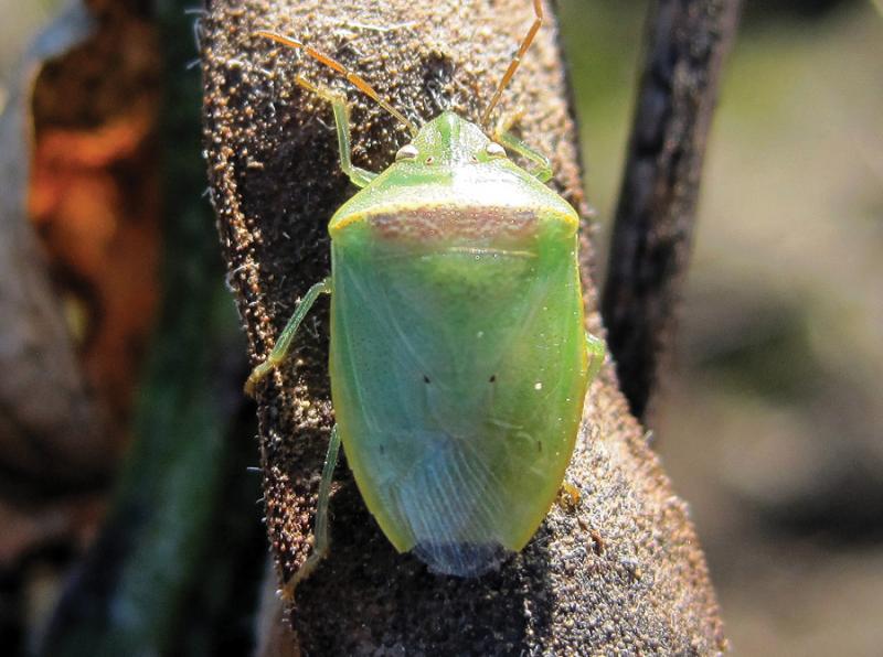 Red banded stink bug – on again, off again pest
