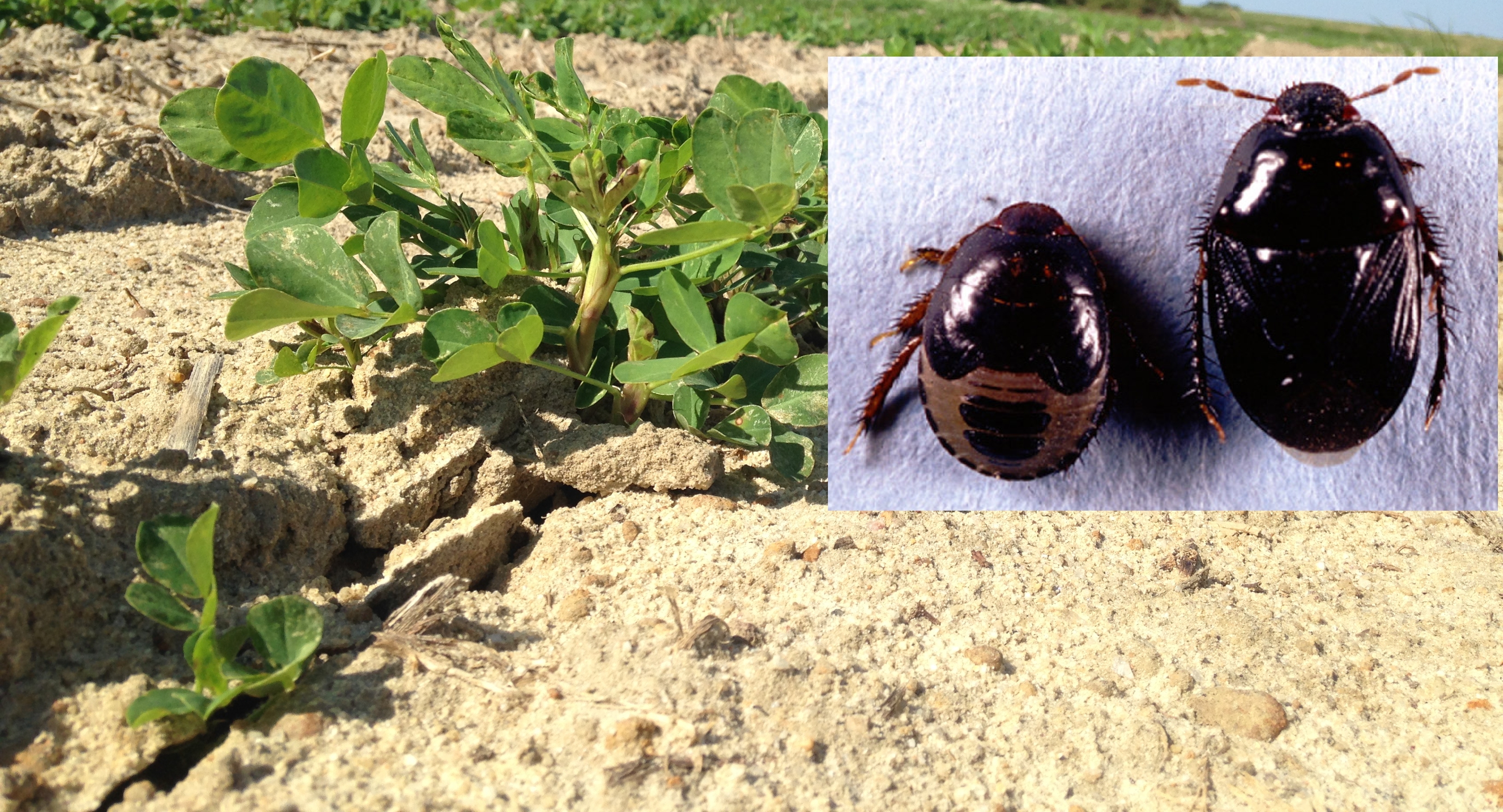 Unravelling the mysteries of the peanut burrower bug
